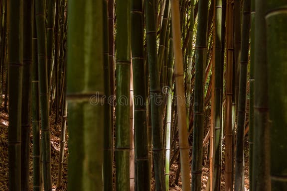 The Bamboo Trunks Create the Green Texture of the Bamboo Forest. Stock ...