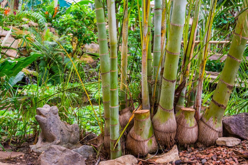 Bamboo Trunks of a Giant Bamboo Specie, Popular Tropical Plants and ...