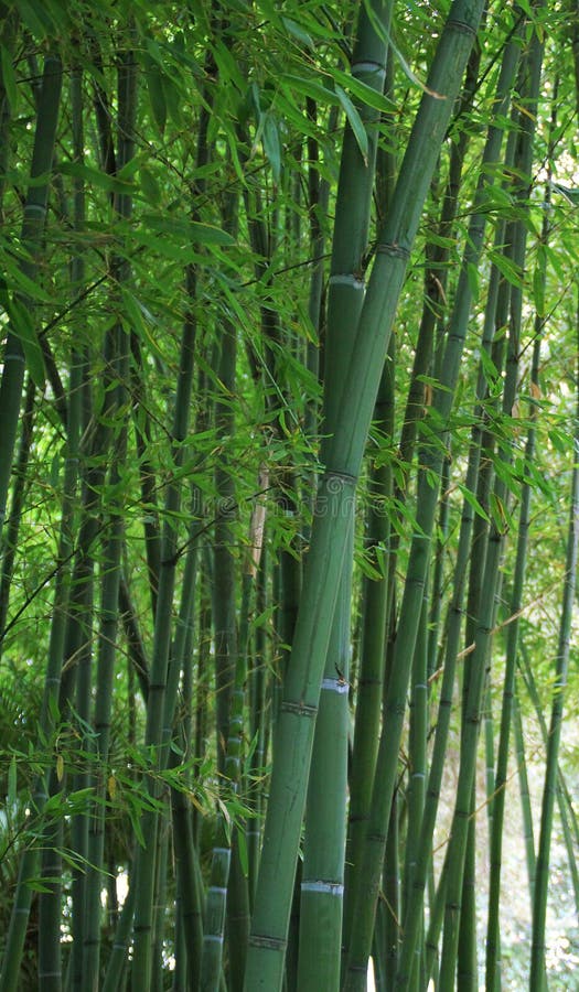 Bamboo Trunks, Bamboo, Bamboo Trees, Green Bamboos, Green Plants ...