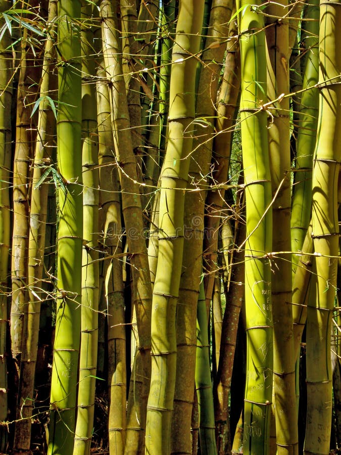 Bamboo Trunks on Tropical Rainforest Stock Photo - Image of jungle ...