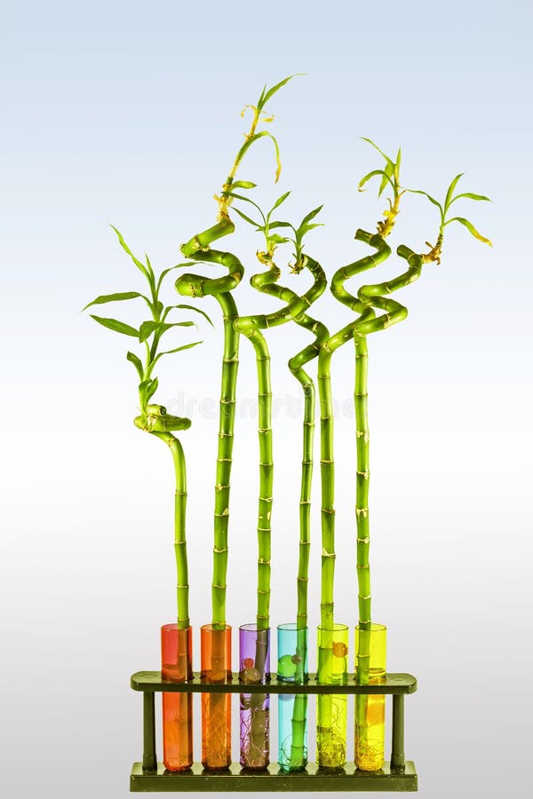 Bamboo in tube stock photo. Image of grass, botany, care - 47475842