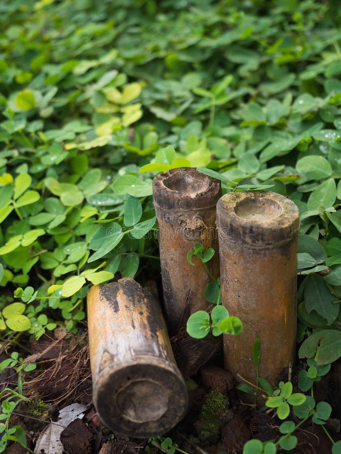 Bamboo Tube, Bamboo Section Stock Image - Image of background ...