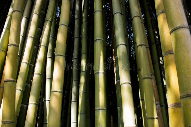 Bamboo. stock image. Image of brown, environment, abstract - 218452525