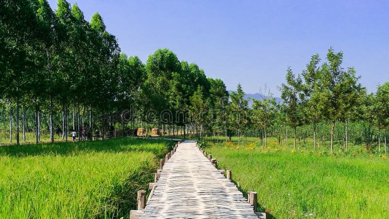 Young Terrace Rice Plantation in a Karen Village, Thailand Stock Image ...