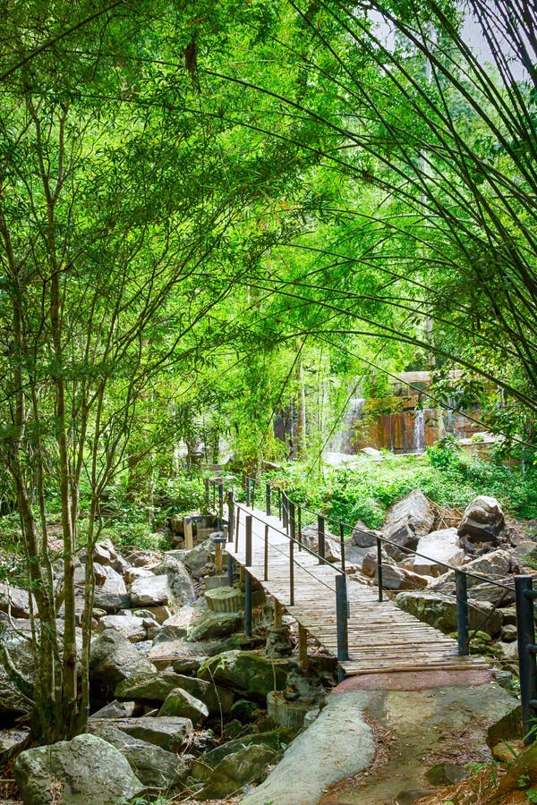 Bamboo Walkway in the Forest Stock Image - Image of garden, nature ...