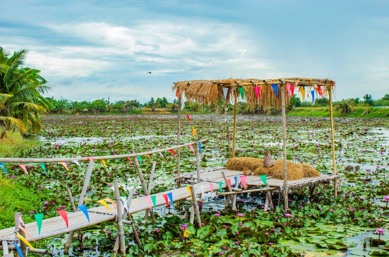 Bamboo walkway on the pond stock image. Image of field - 119059149
