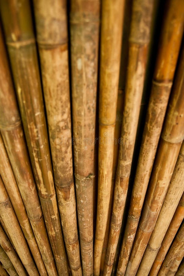 Bamboo wall stock photo. Image of natural, background - 11097732