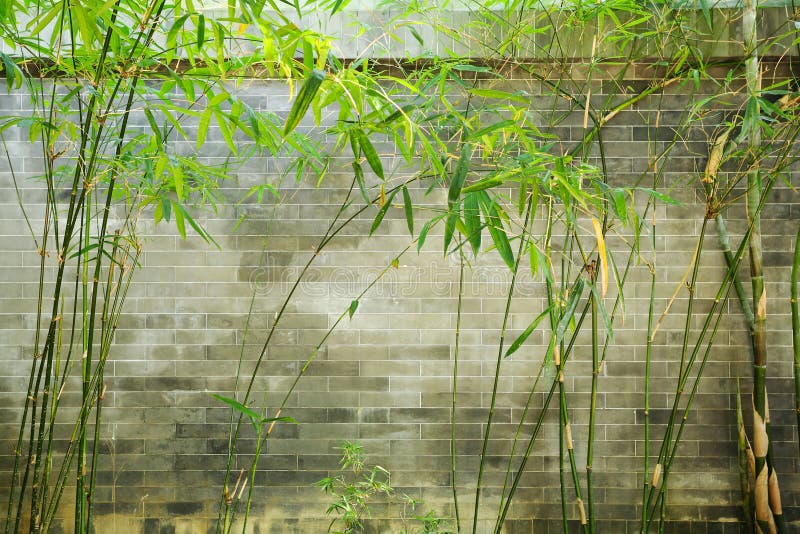 Bamboo and wall stock photo. Image of botanical, background - 15057522