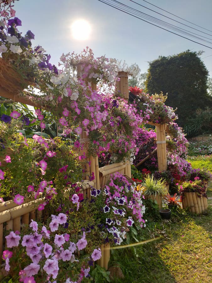 The Bamboo Wall for Flower Rely Stock Image - Image of flower ...