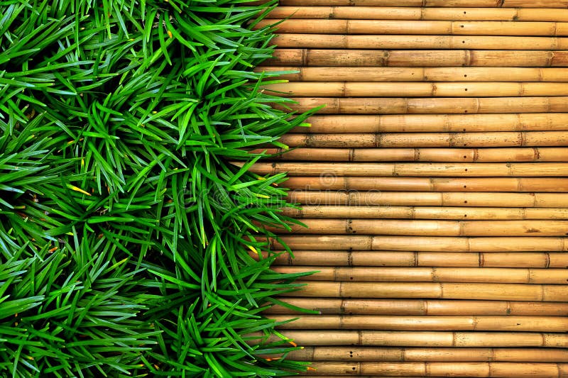Bamboo wall and grass stock photo. Image of bamboo, early - 20868672