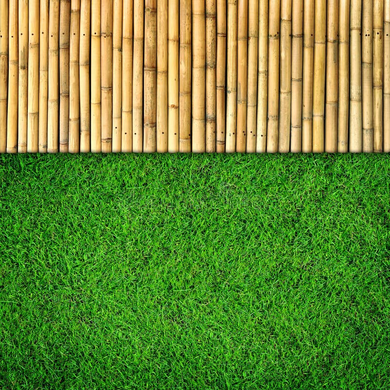 Bamboo wall and grass stock photo. Image of bamboo, early - 20868672