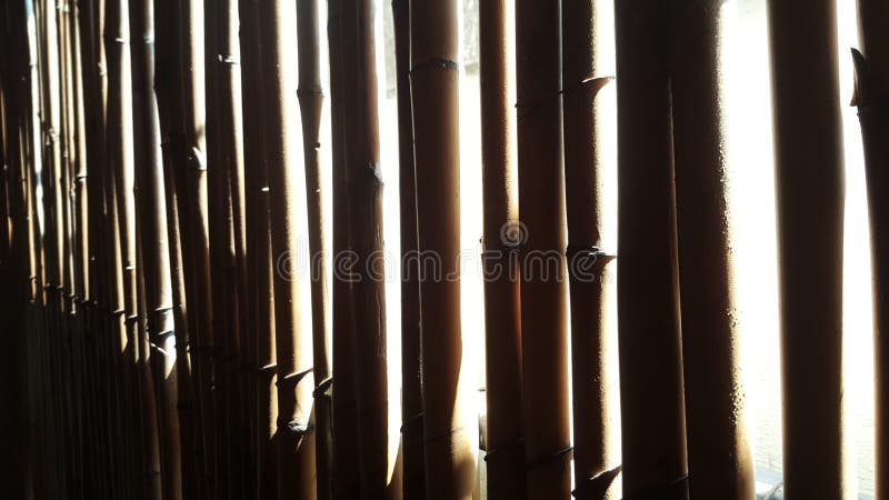 The bamboo. stock image. Image of architecture, sunsine - 86671269