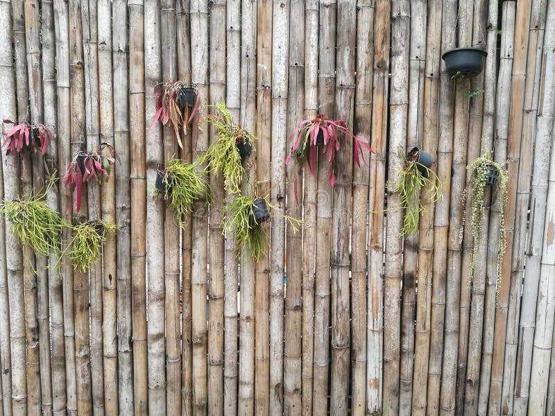 Bamboo wall in park stock photo. Image of park, tree - 157558392