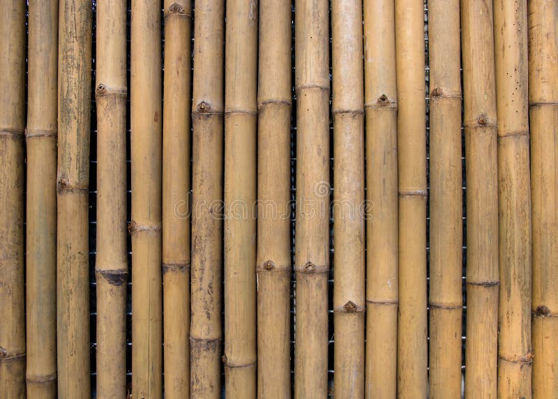 Bamboo Wall Texture and Bamboo Fan Texture Background Wallpaper Stock ...