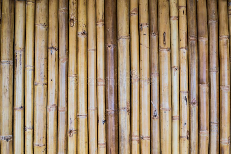 Bamboo Wall Textures at Field Stock Image - Image of cultivation ...