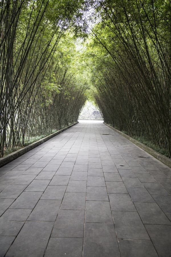 Bamboo in Wangjiang Park,chengdu,china Stock Image - Image of scenery ...
