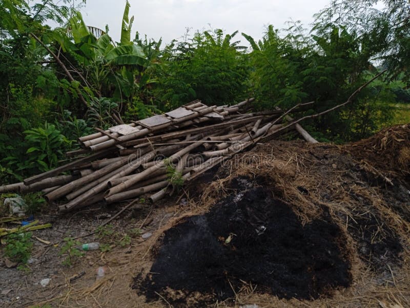 Bamboo waste for firewood stock image. Image of plant - 241922635