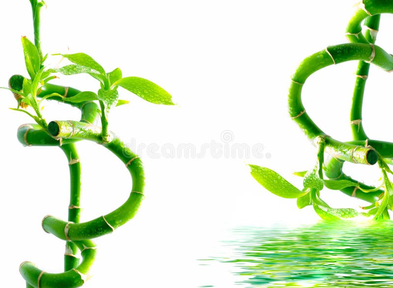 Bamboo and water. stock photo. Image of drop, biology - 5673568