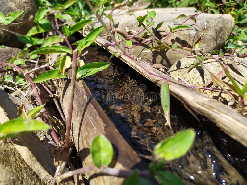 Bamboo Water Flow To Rice Irrigation Stock Photo - Image of tree, grass ...