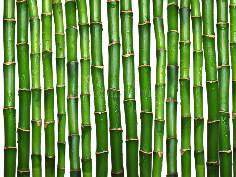 Bamboo stock photo. Image of ornamental, green, japan - 3981998