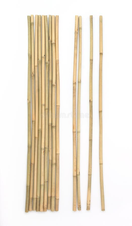 Bamboo on white background stock photo. Image of bamboo - 3018308