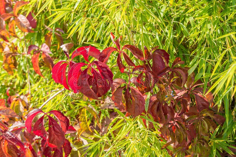 Bamboo and Wild Grape Leaves Autumn Colors Stock Image - Image of ...