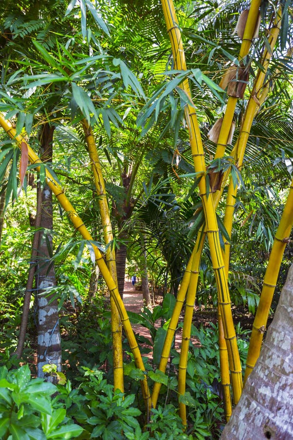 Bamboo in the wild jungles stock image. Image of diagonal - 266331801