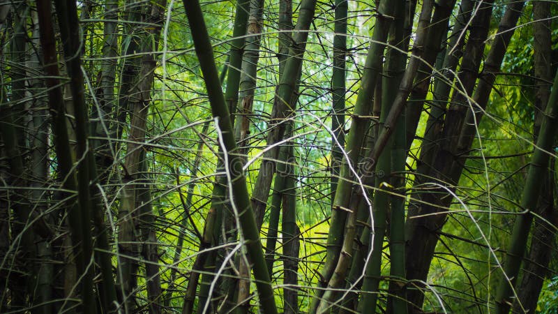 Bamboo wild messy stock image. Image of outdoor, thick - 82614415