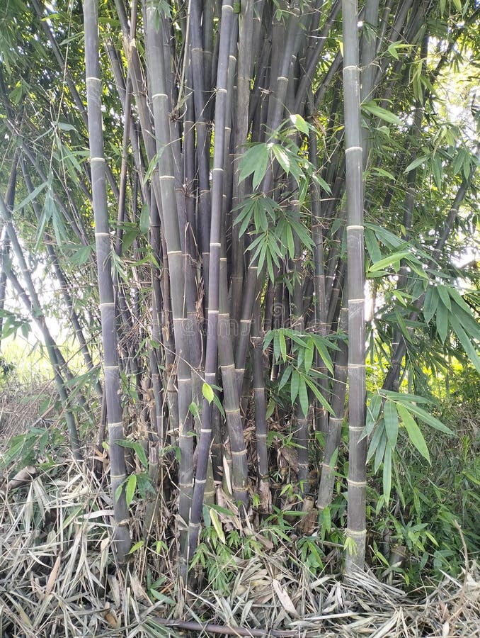 Bamboo wild tree stock image. Image of wild, pring, tree - 263294569