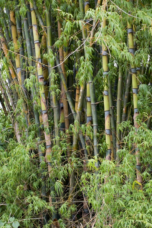 Bamboo woods, Thailand stock photo. Image of bamboo, asia - 6423996
