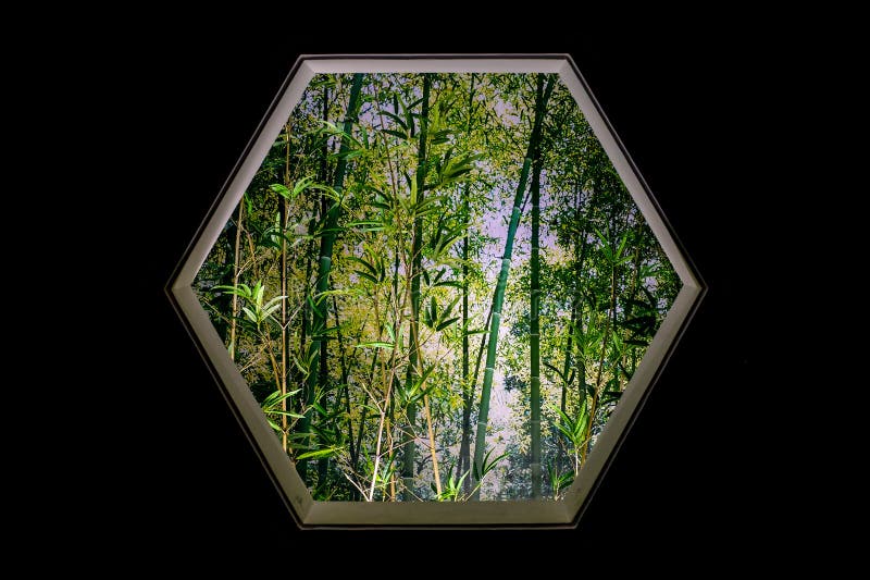 Bamboo in the yard stock image. Image of pavilion, ancient - 262404089