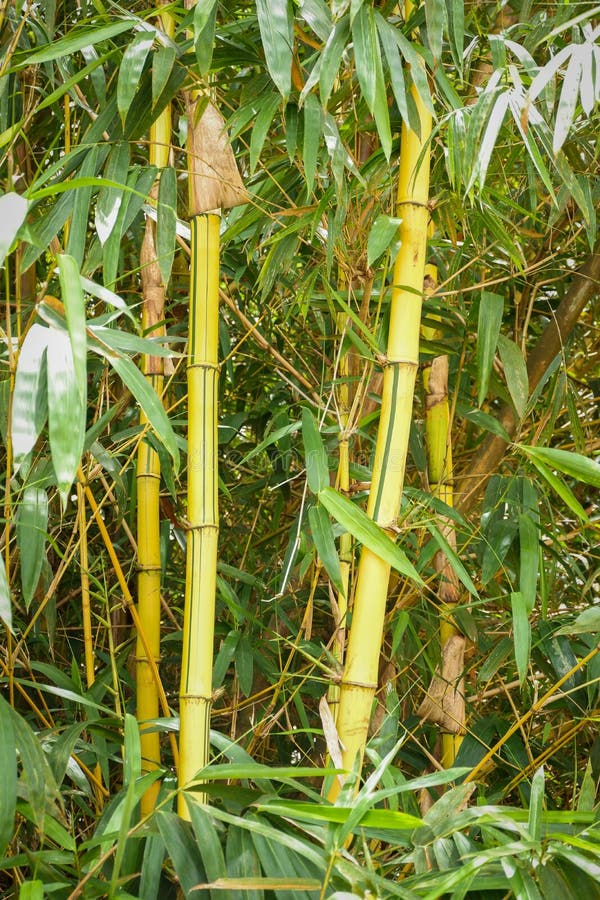 Bamboo with a Yellow Color, a Type of Ornamental Plant Stock Photo ...