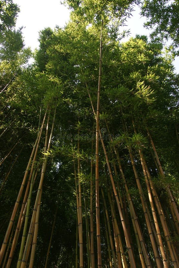 Bamboo with Yellow Trunk stock image. Image of yellow - 22561865