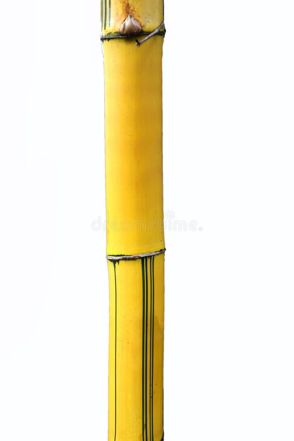 Bamboo with a Yellow Color, a Type of Ornamental Plant Stock Photo ...