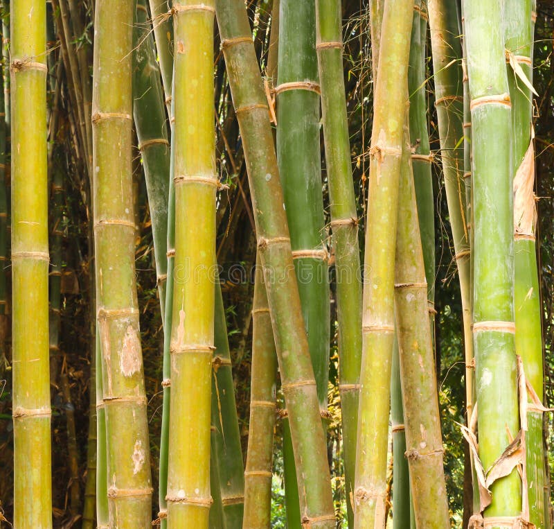 Bamboos stock photo. Image of nature, trees, spring, leaves - 24170992