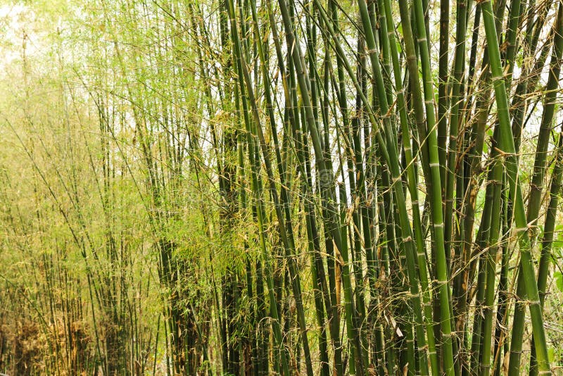 Bamboos stock photo. Image of nature, trees, spring, leaves - 24170992