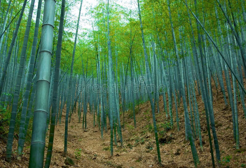 Bamboos Picture. Image: 5782921