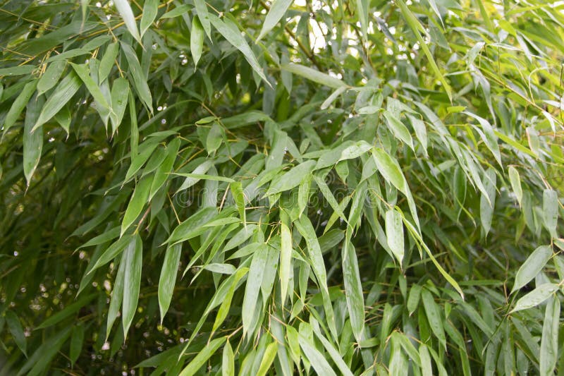 Bamboos, Bambusa, Detail on Leaves Stock Image - Image of environment ...