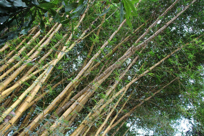 Bamboos in a Forest at the Bolaven Plateau (laos) Stock Photo - Image ...