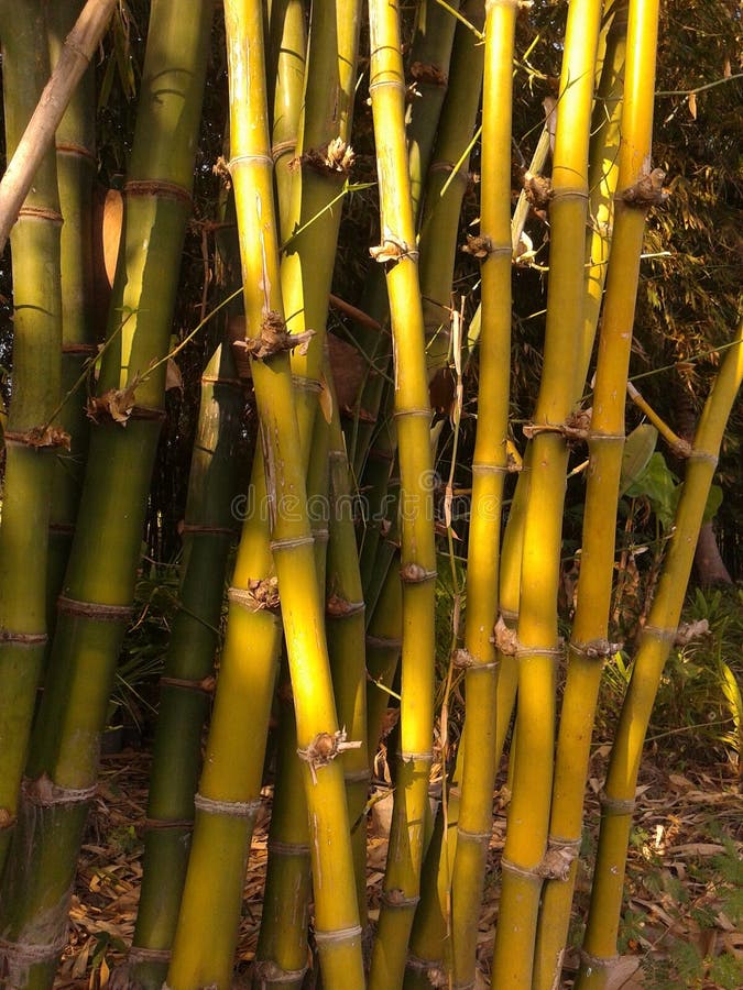Bamboos stock image. Image of green, light, nature, wood - 50126535
