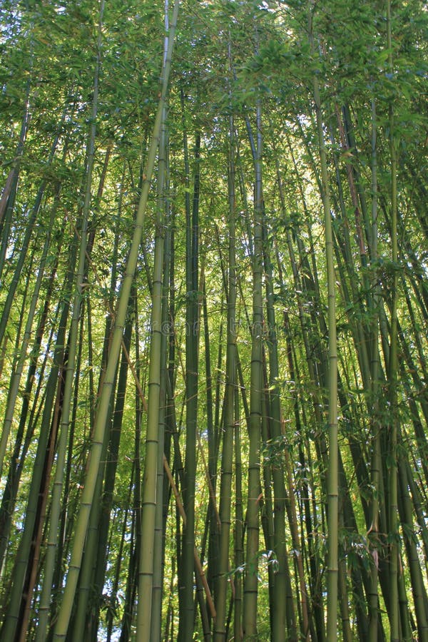 Bamboos tree stock photo. Image of tour, flower, forest - 341136696