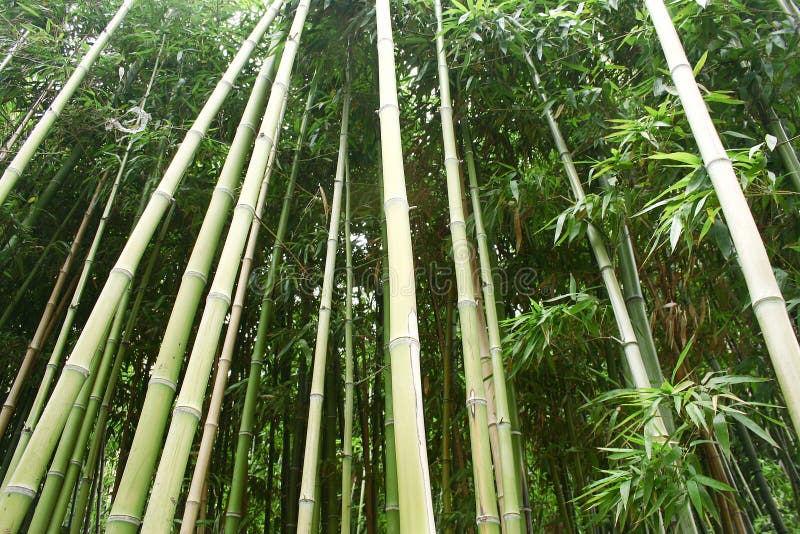 Bambou image stock. Image du oriental, jardin, formes - 11988701