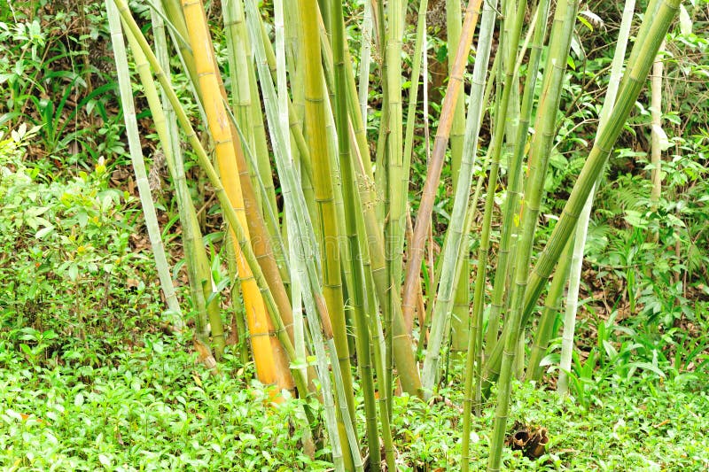 Bambou jaune photo stock. Image du bambou, extérieur - 30389504
