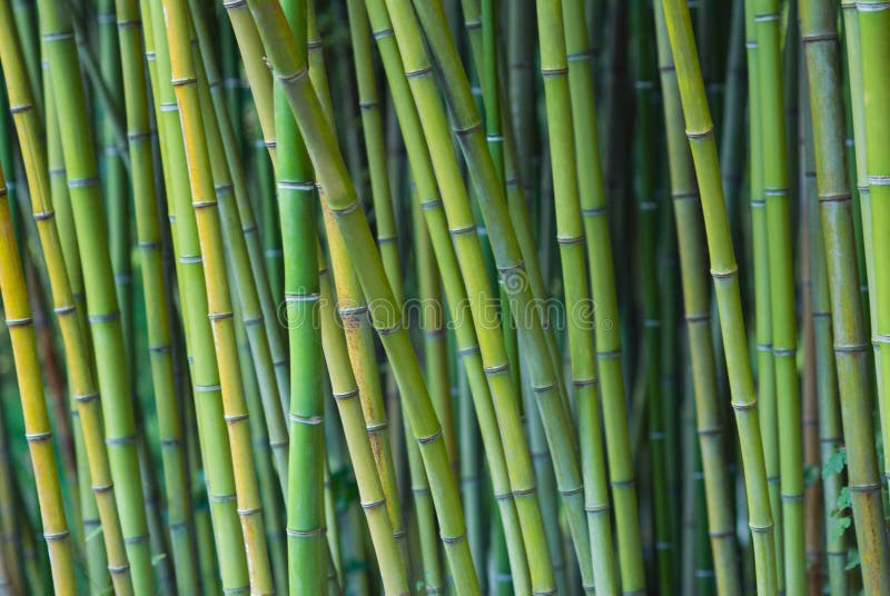 Bambou image stock. Image du vert, ornemental, décoration - 4337983