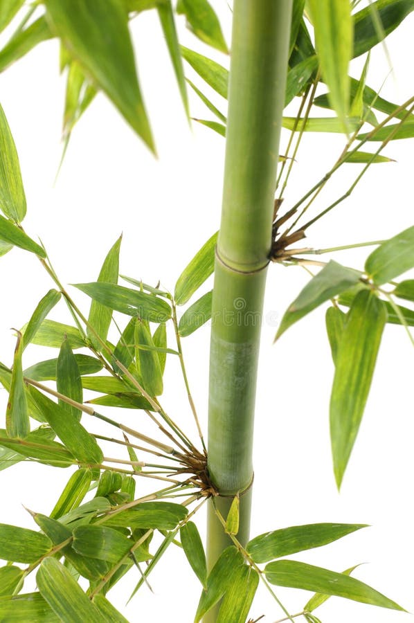 Bambu fotografering för bildbyråer. Bild av östligt, isolera - 22139687