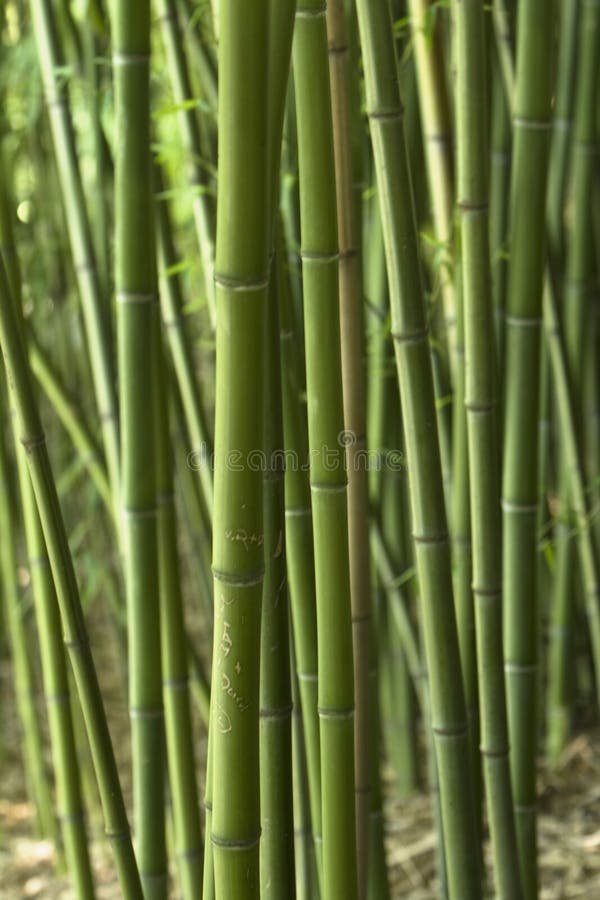Bambu foto de stock. Imagem de campo, nave, fresco, filial - 6010316