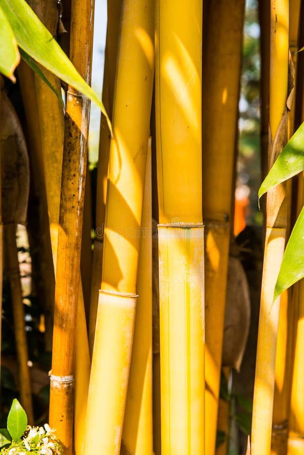 52,032 Bambu Amarelo Fotos - Fotos de Stock Gratuitas e Fotos Royalty ...