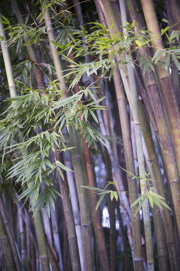 Bambu, Ambiance Tropical Do Zen Foto de Stock - Imagem de amarelo ...