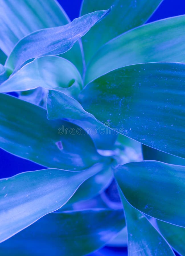 Bambu azul foto de stock. Imagem de bambu, nave, planta - 1912144