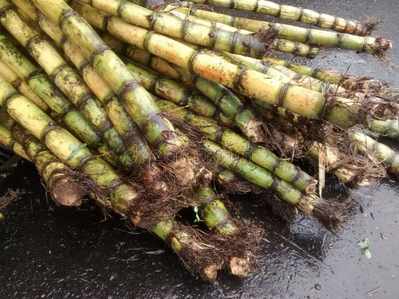 877 Bambu Photos - Free & Royalty-Free Stock Photos from Dreamstime